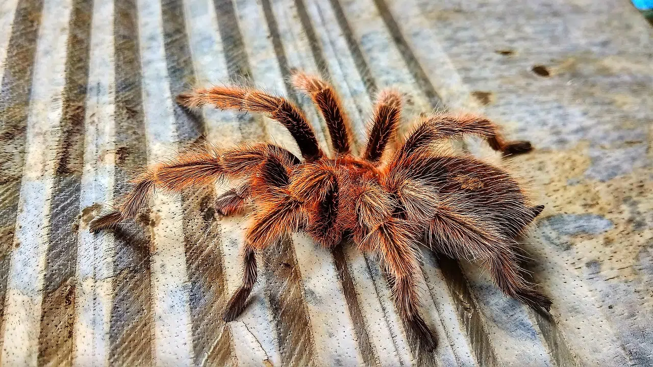 Around 1,500 tarantulas rescued in Germany from illegal wildlife trade ...