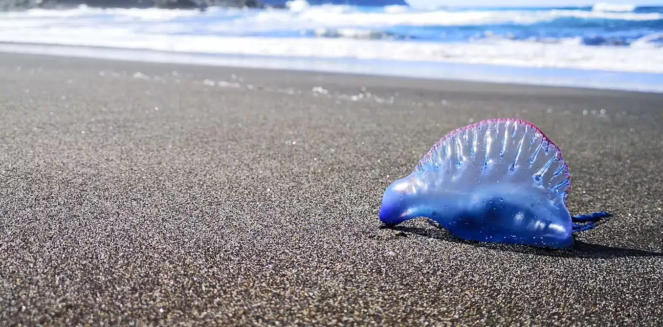 Alert in French southwest beaches due to presence of Portuguese man o ...