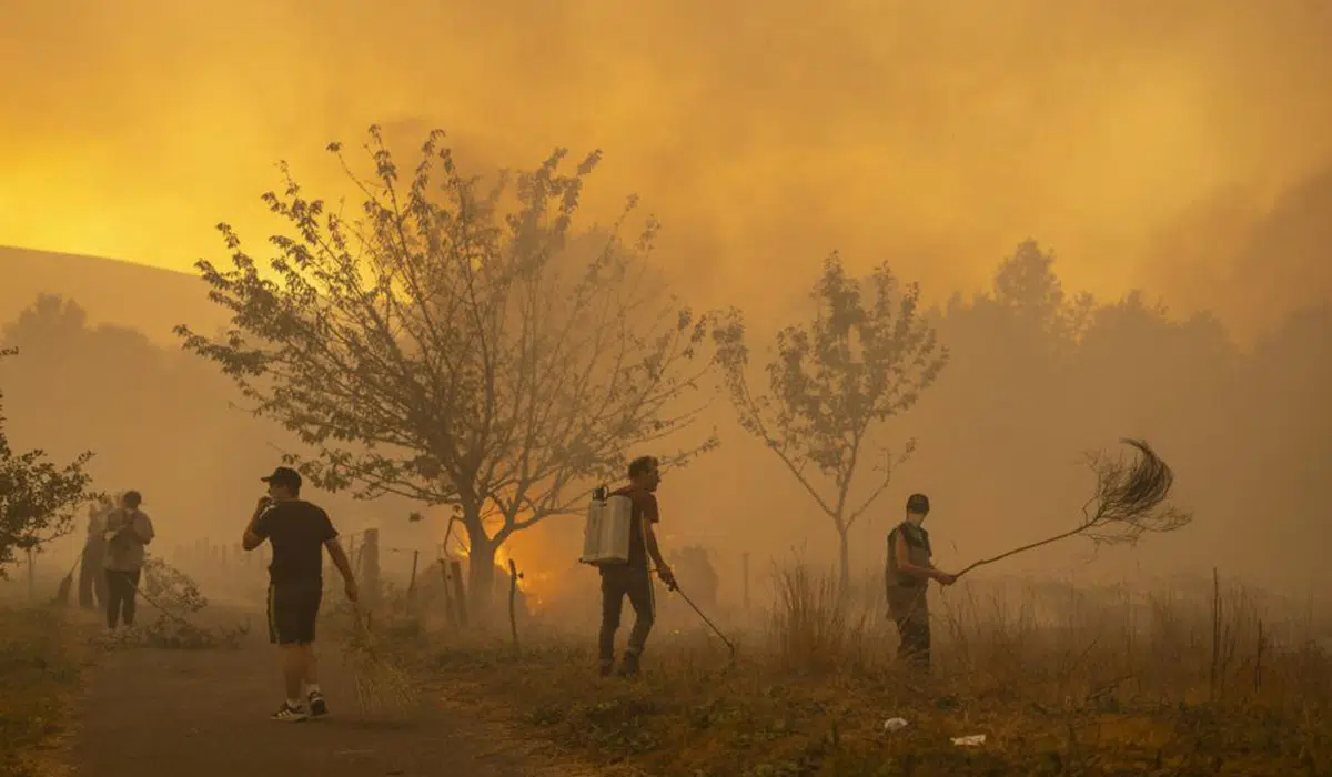 Bolivia declares national emergency due to forest fires: more than 700 ...