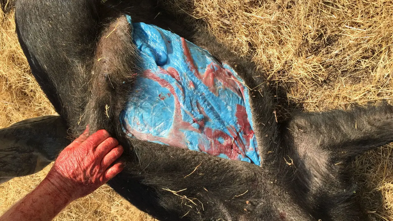California on alert for wild boars with blue meat: contamination poses ...