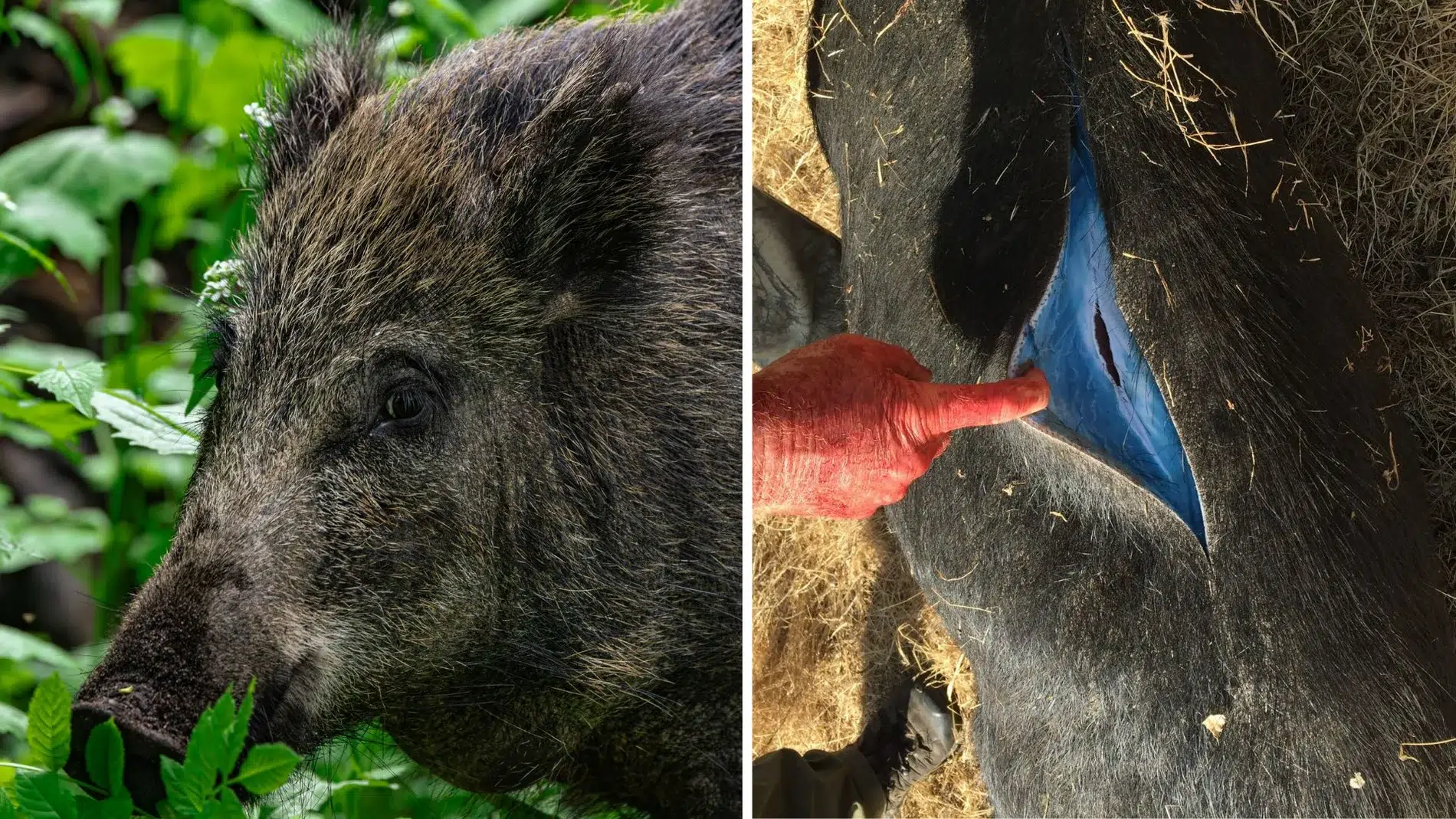 California on alert for wild boars with blue meat: contamination poses ...