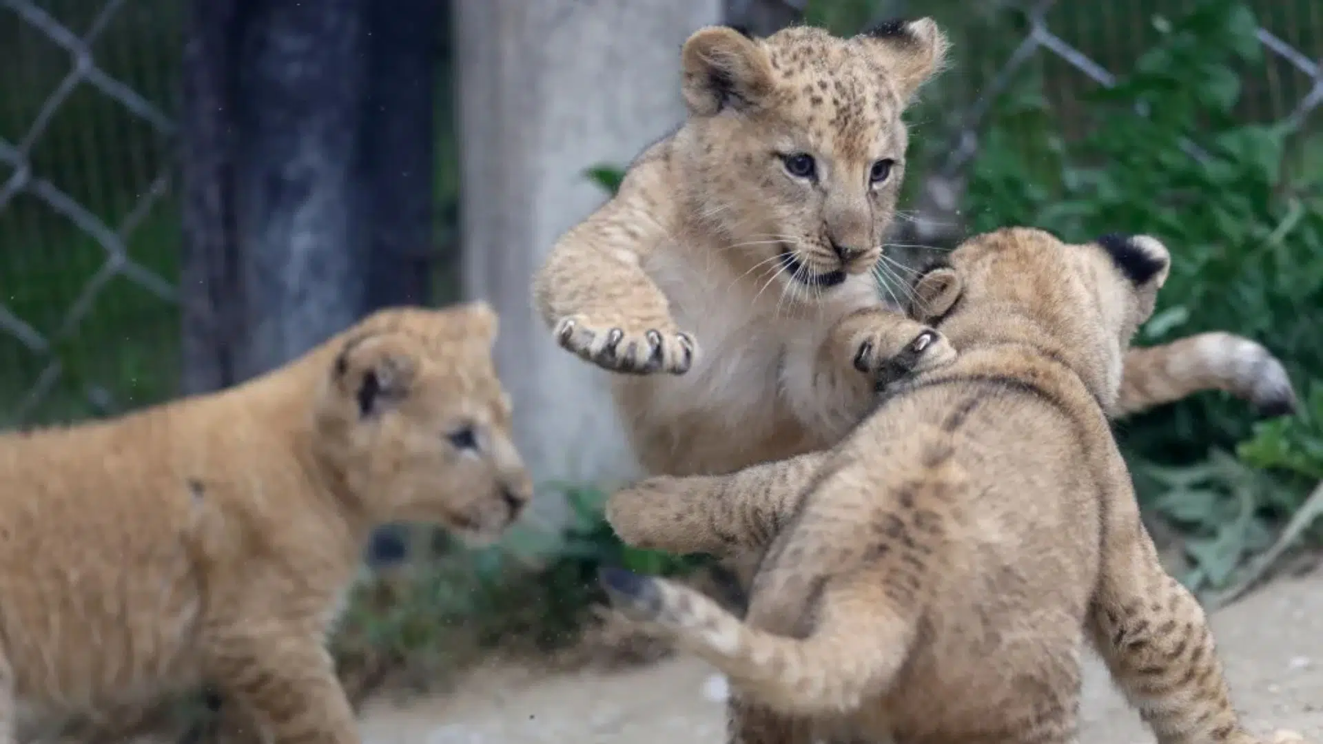 Four new Barbary lions born in Europe: a crucial step towards the ...