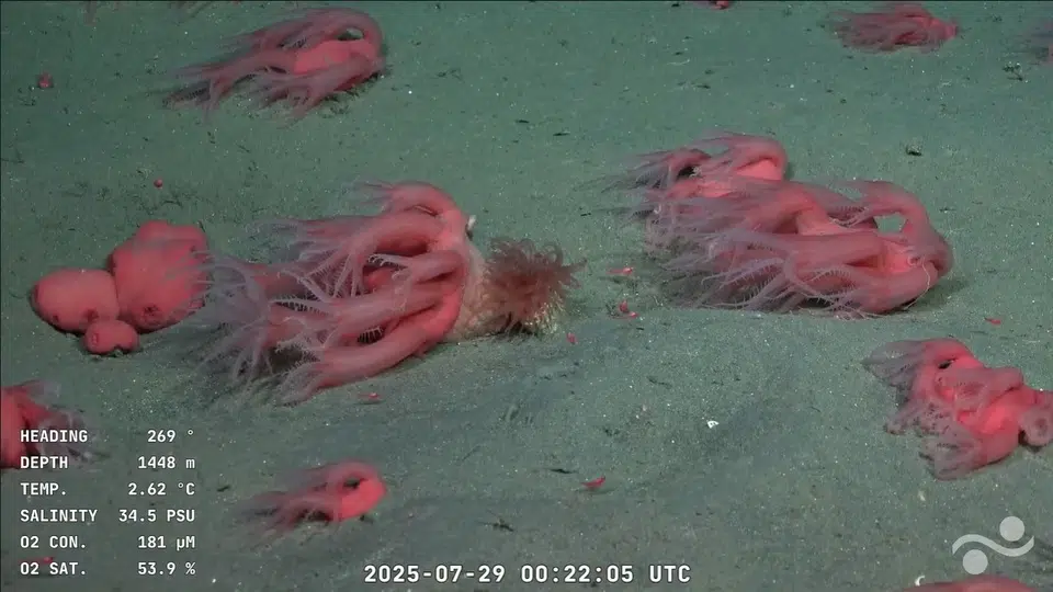 This is what the seabed of the Argentine sea looks like: the live ...