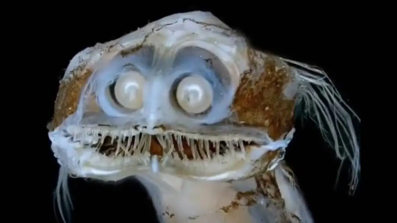 One of the most beloved by the public: a deep-sea fish caused a stir on ...