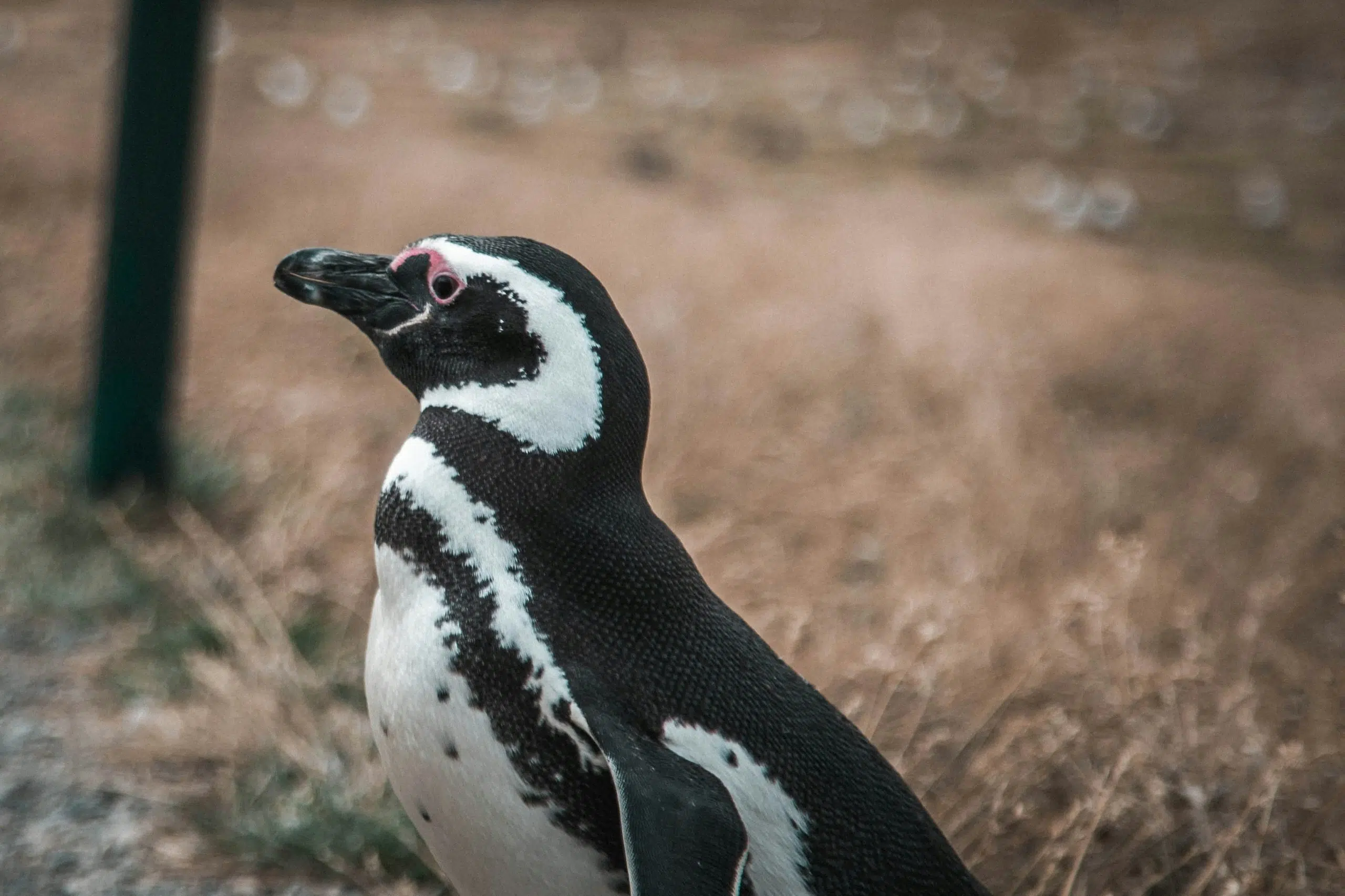 The appearance of over 900 dead penguins on the beaches of Brazil ...