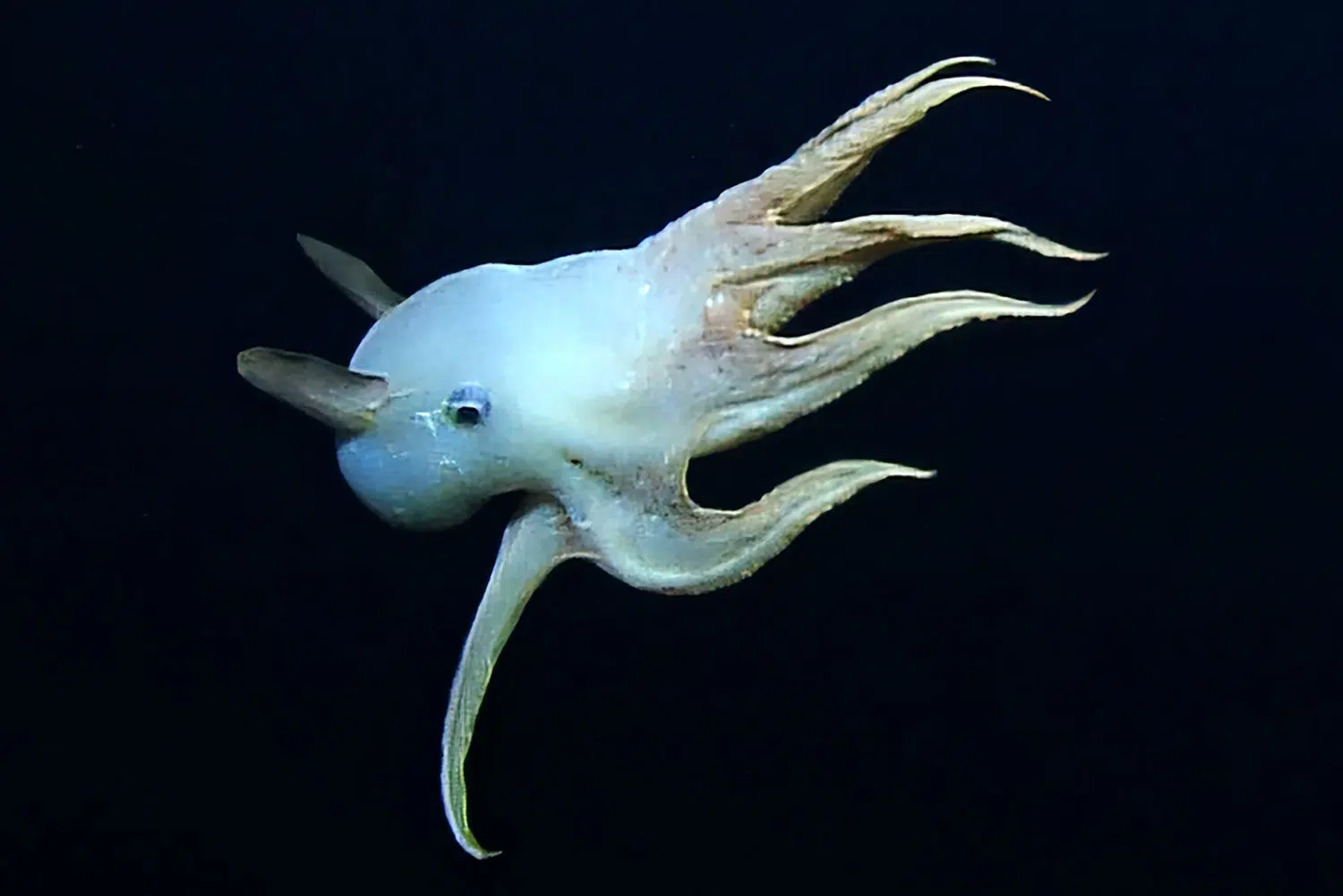 What is the "Dumbo" octopus, a historical discovery at the bottom of ...