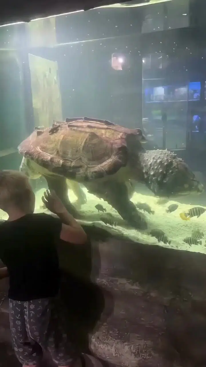 The captivity debate: a turtle from the Crimea aquarium highlights the ...