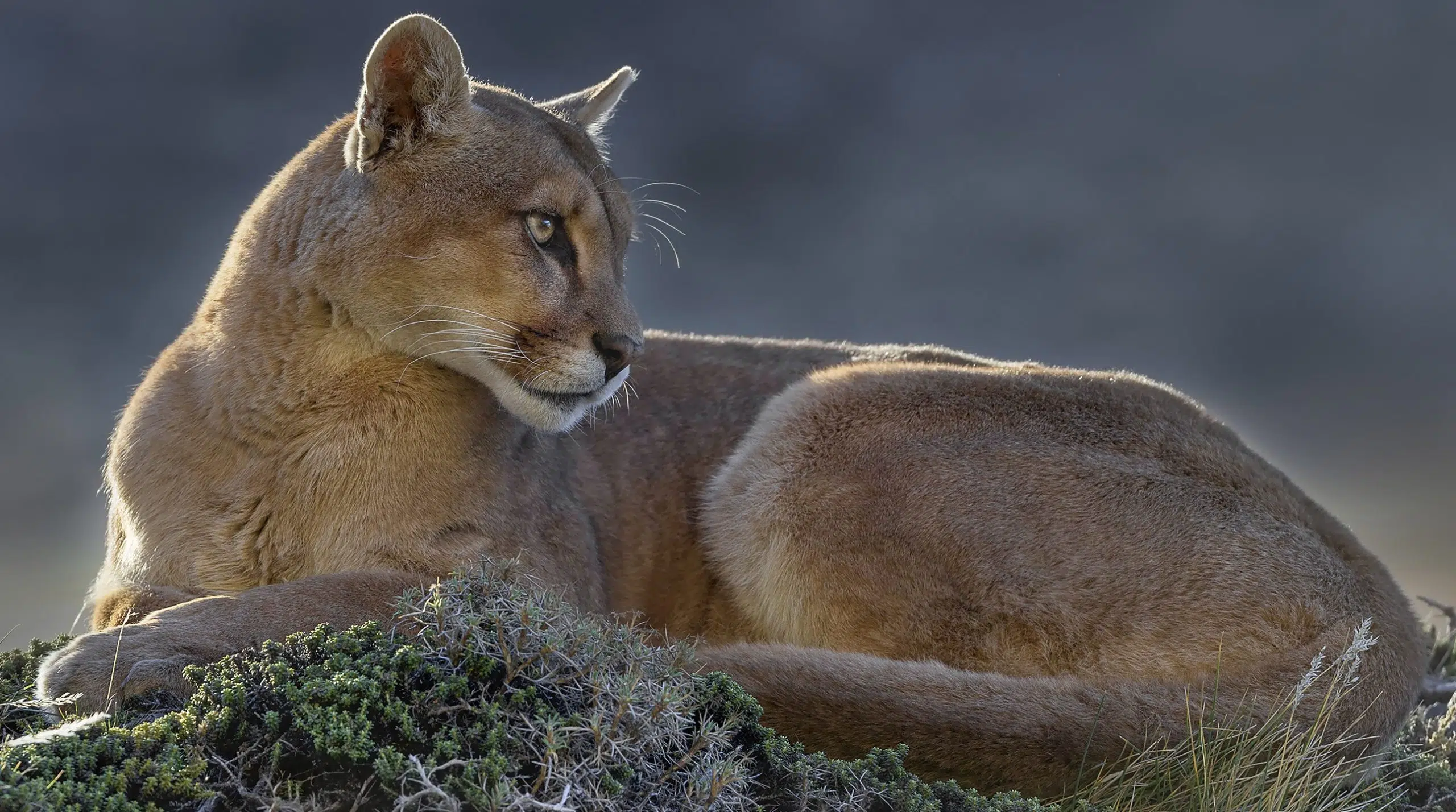 International Puma Day: When is the celebration of the feline that ...