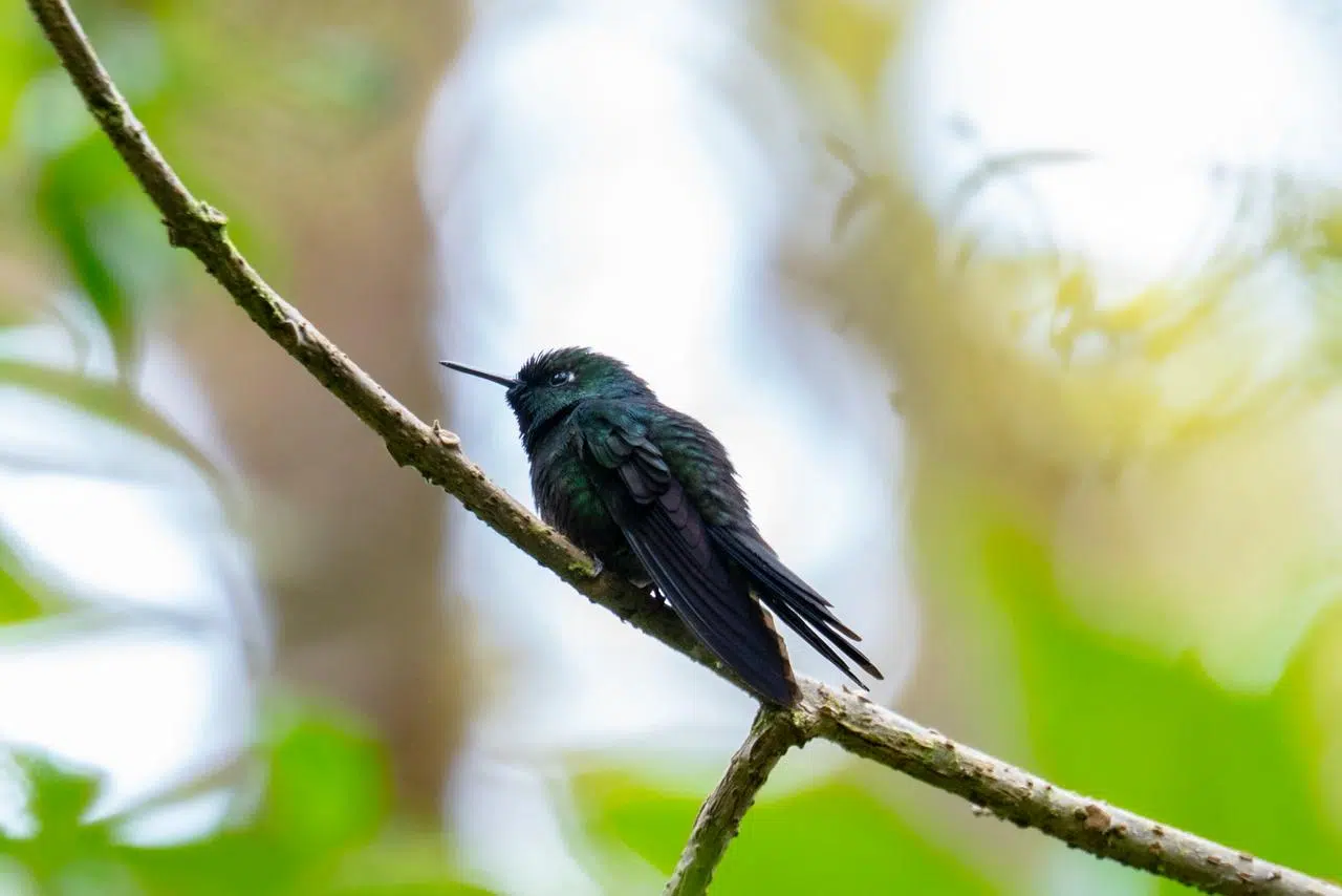 Datos sobre biodiversidad de Colombia: el país se posiciona como líder ...