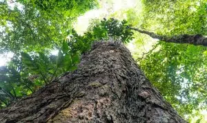 The loss of tree species in the Amazon could endanger the planet's ...
