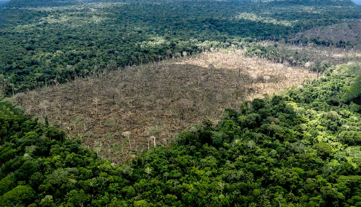 Deforestación de bosques tropicales: una crisis con consecuencias mortales