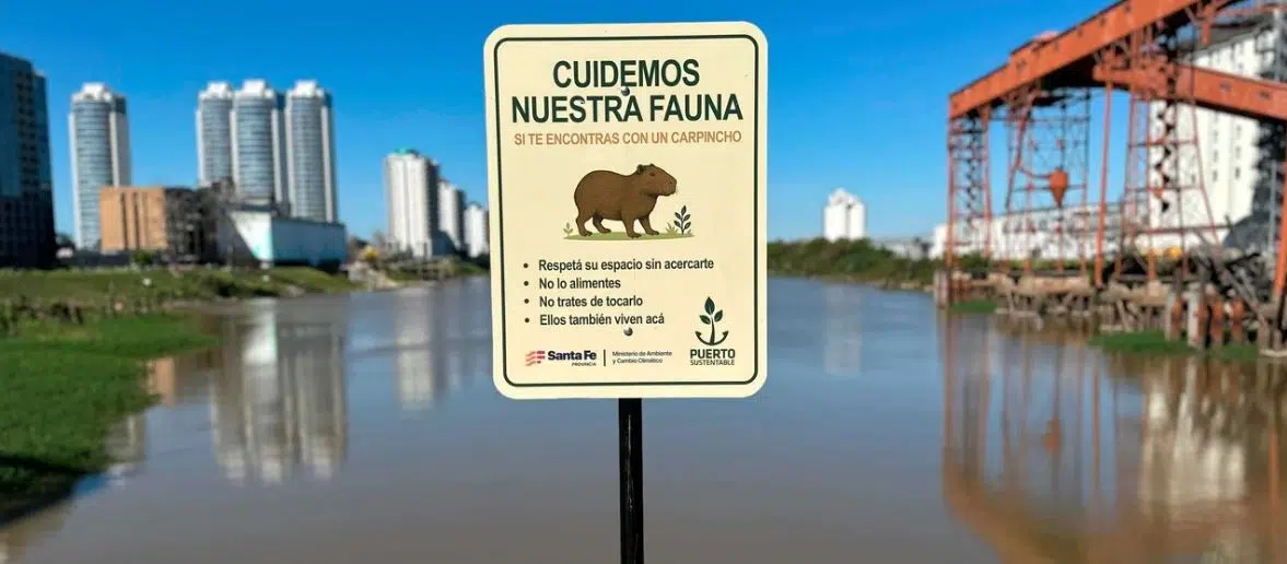 Capibaras at the port of Santa Fe: the measures taken by the ...