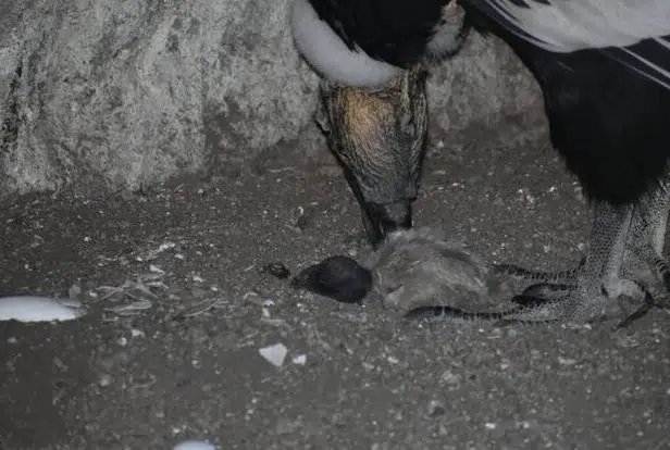 Nasceu um condor andino em Córdoba e renova as esperanças para a ...