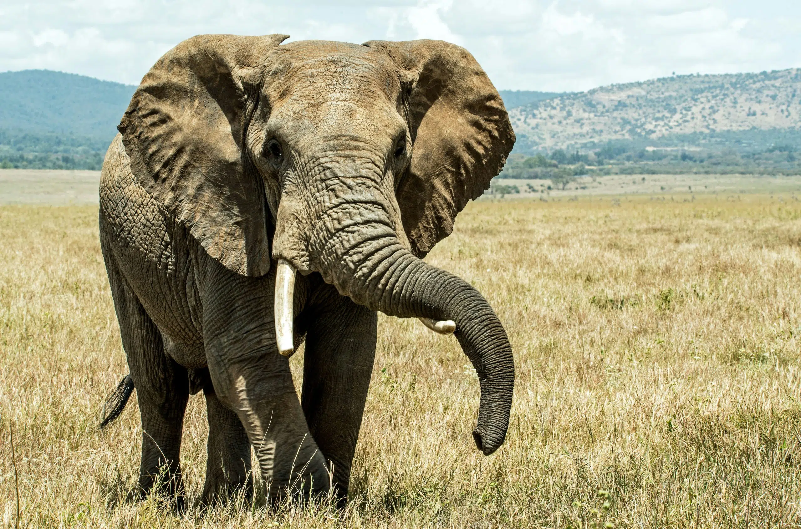Kenya puts an end to the captivity of elephants in Argentina: the ...
