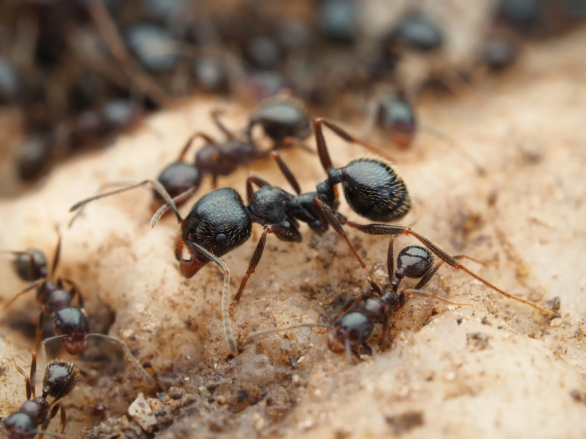 The surprising natural cross-species cloning: the case of Iberian ants ...