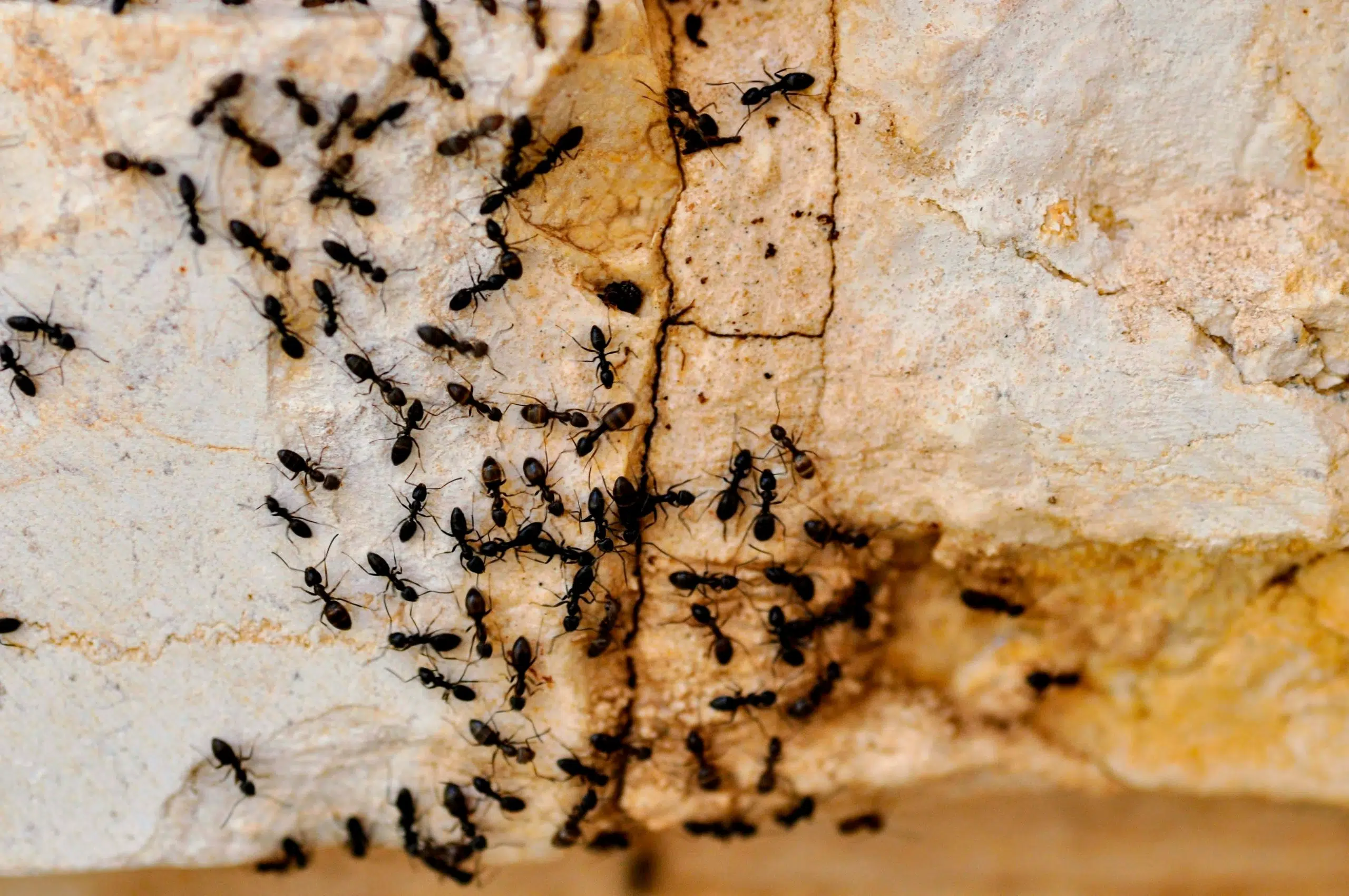 Ants season approaching: How to prevent these insects from invading ...