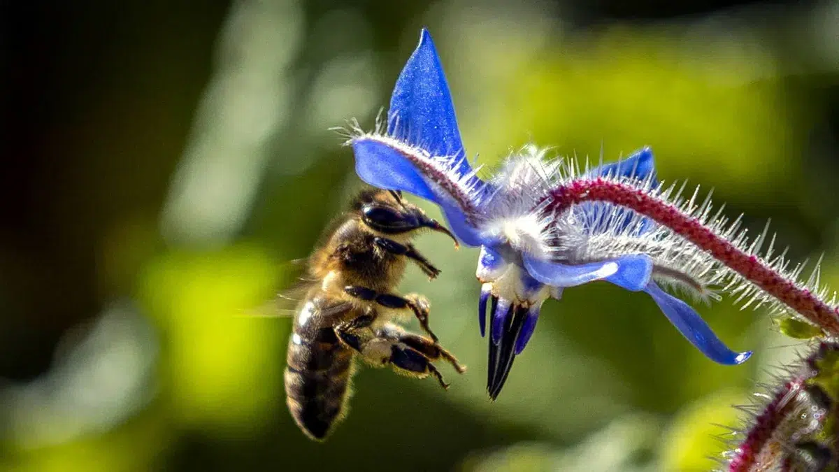 Alert in pristine ecosystems: flying insects are also decreasing their ...