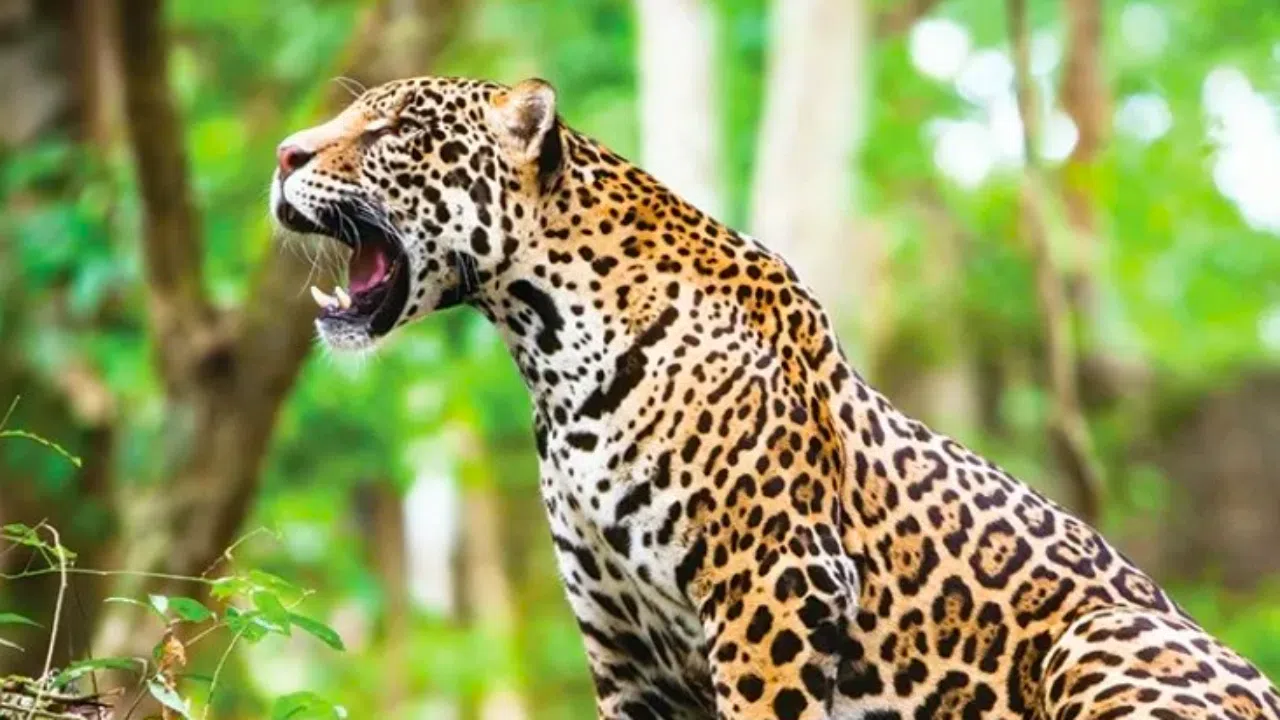 The jaguar endures: Mexico records a population increase of the most ...