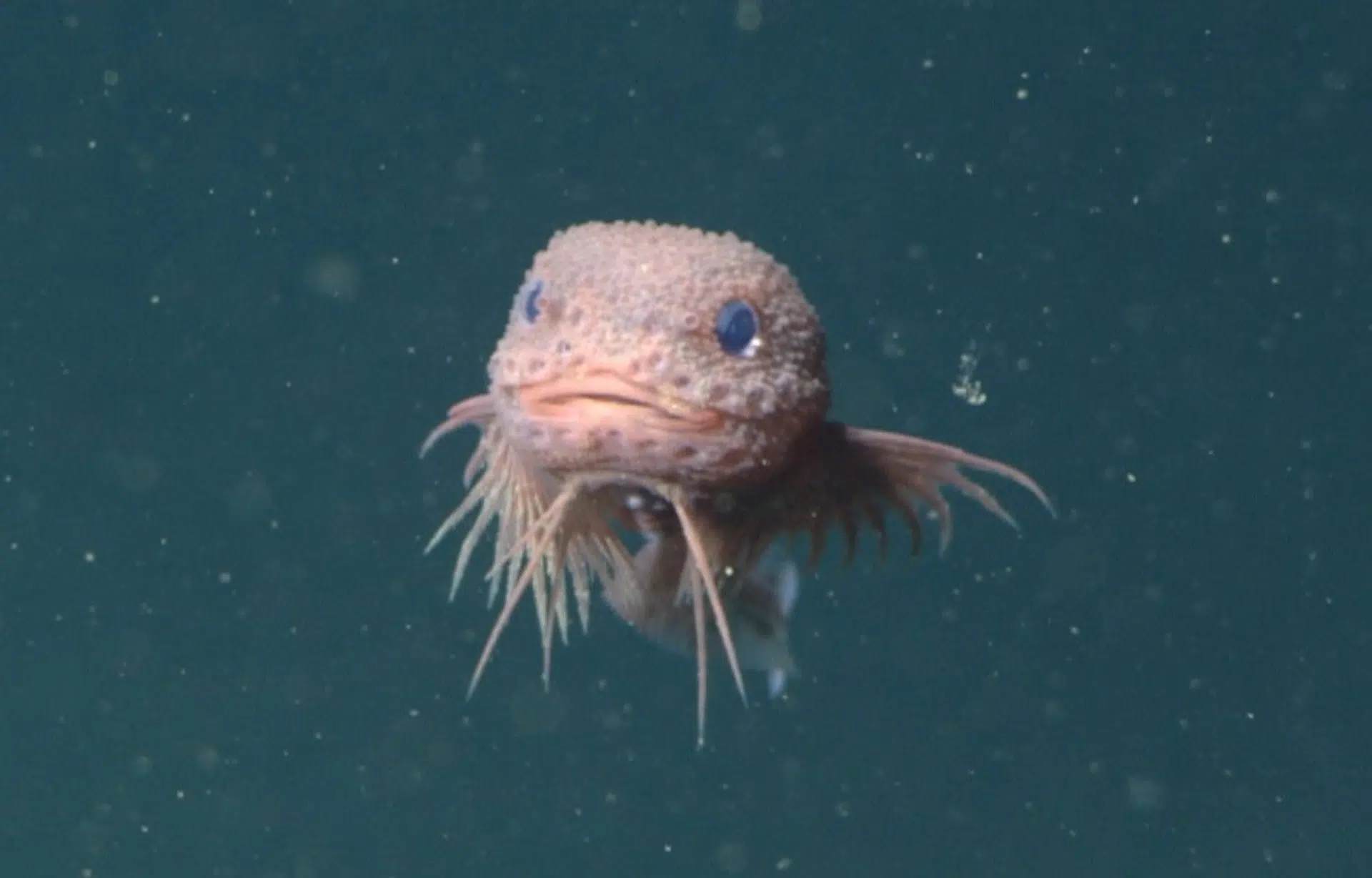 Three new species of snail fish discovered in the depths of the ...