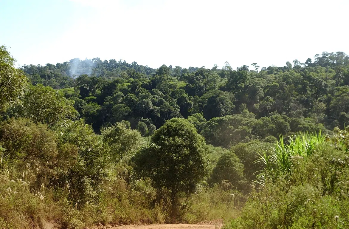 REDD+: Women, rural communities, and local knowledge leading forest restoration projects ...