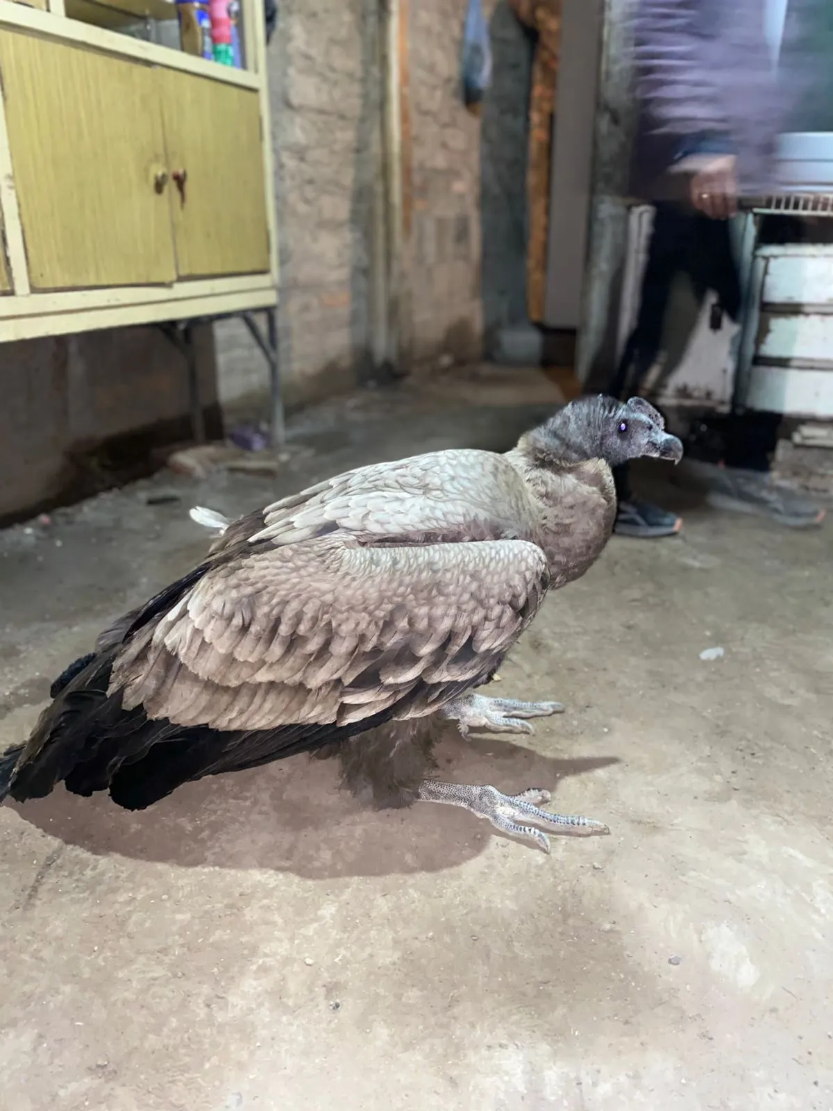 Andean condor rescued from captivity in San Juan: a warning about ...