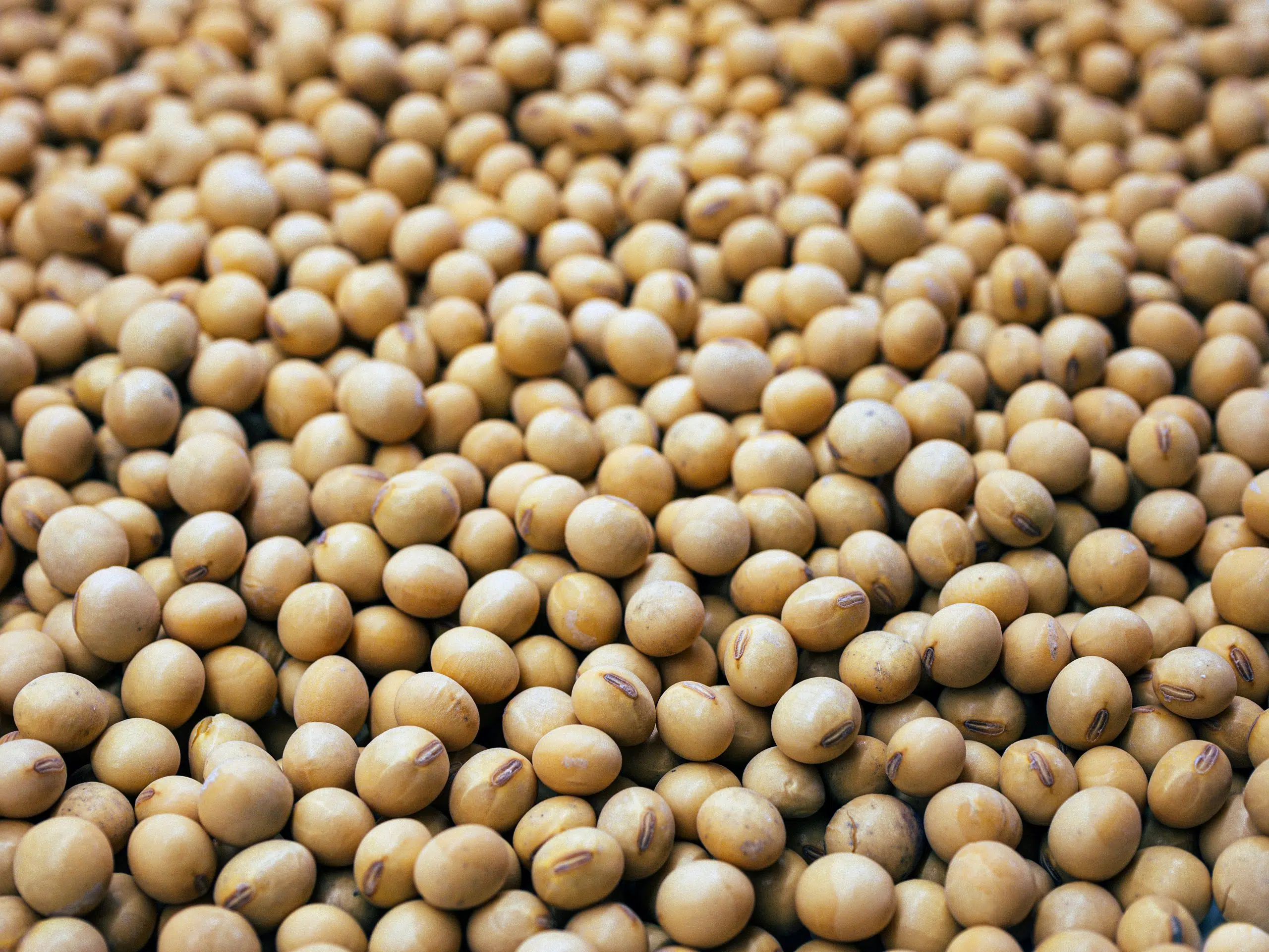 Soy protein, an ideal ally that helps boost healthy fats and take care ...