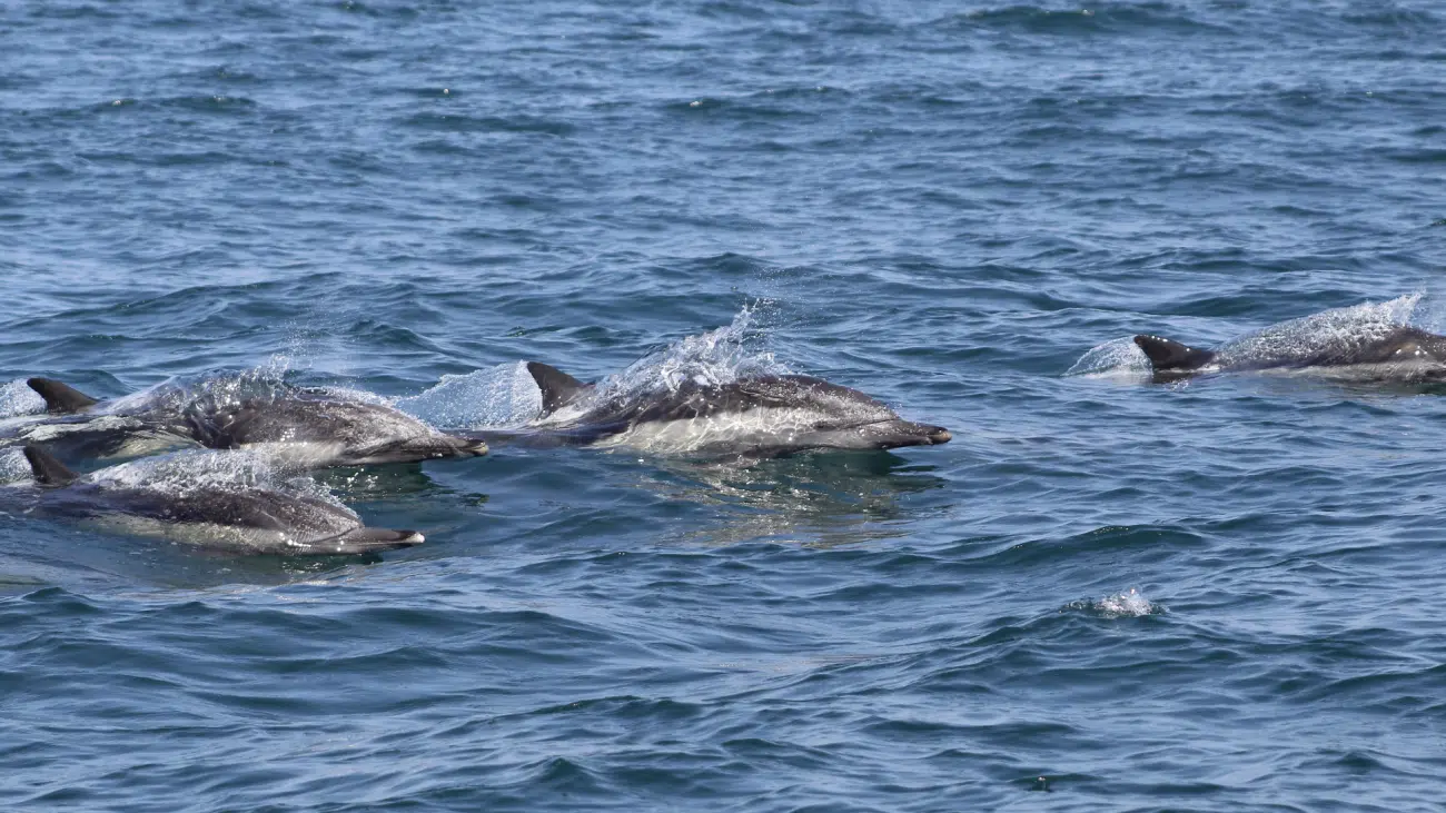 UN-Tratado sobre Alta Mar entra en vigencia: un hito histórico para ...