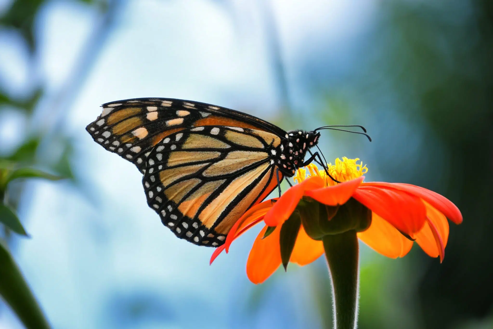 Mariposas sin color: cómo la deforestación está apagando los ecosistemas