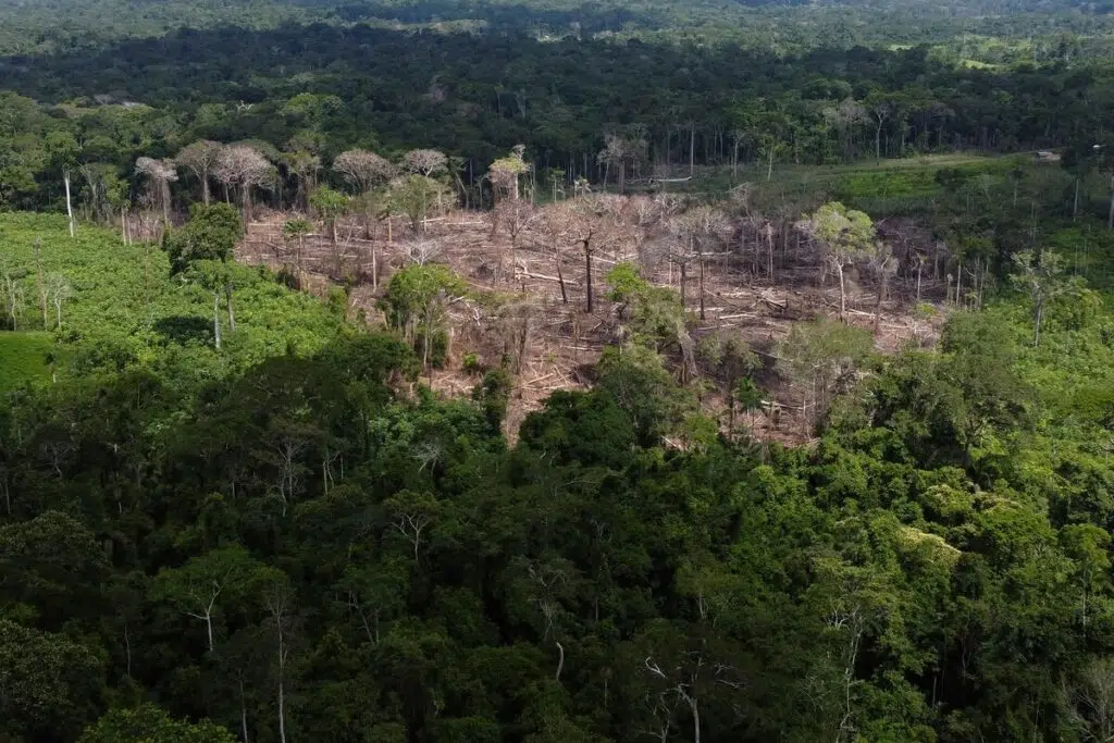 Deforestation in the Amazon: warning that more than a third of the ...