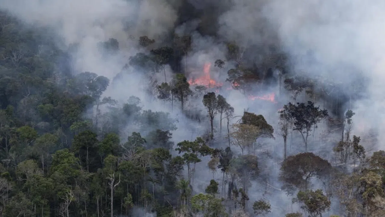 Brazilian Amazon: How the largest reduction of forest fires in two ...