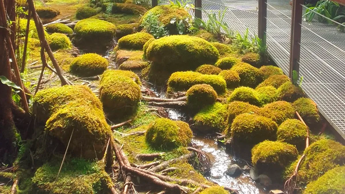 Un estudio revela nuevas claves sobre la evolución de las plantas ...