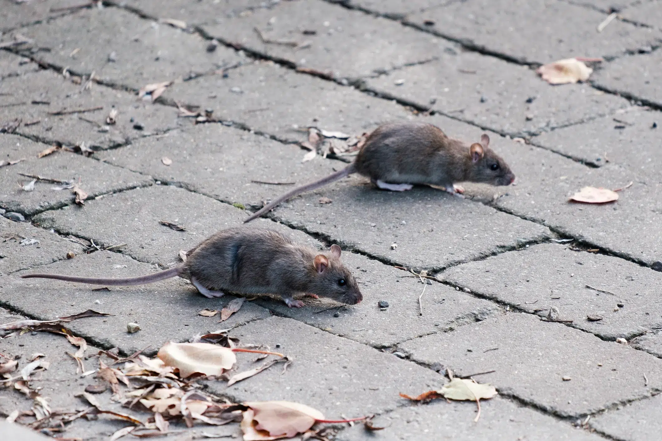 Global concern over the growth of the rat population in large cities ...