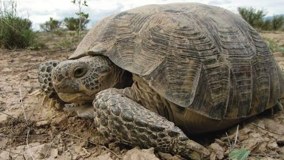 This is the Bolson tortoise: a resilient and endangered species ...