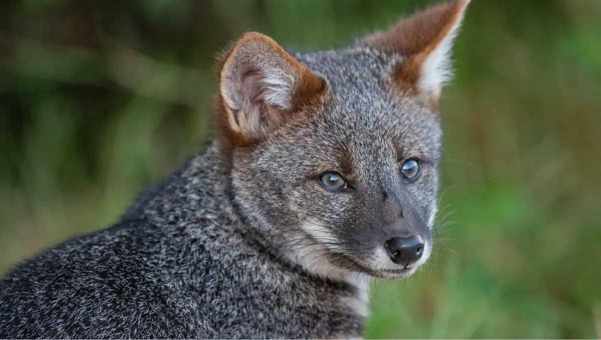 The Last Guardian of the Islands: The Story of the Falkland Islands ...