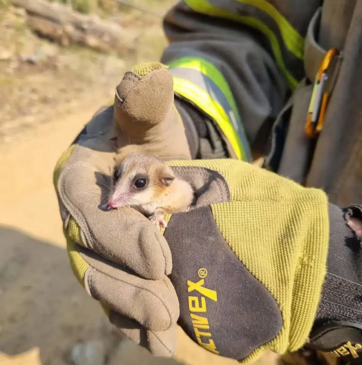 Sauvetage et libération d'un Monito del monte à San Martín de los Andes : une femme l'a trouvé ...