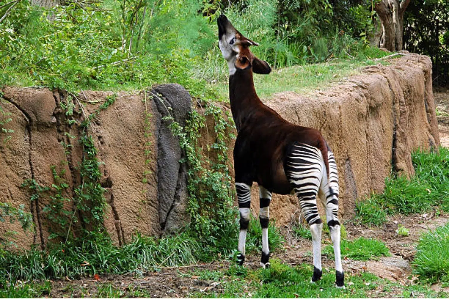 The Democratic Republic of the Congo and the WCS seek international ...