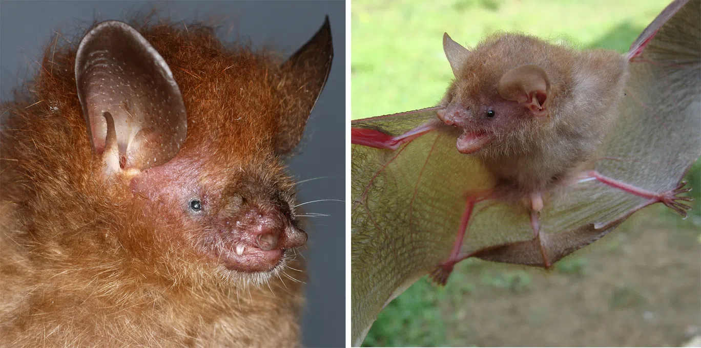 Philippines adds six new bat species and strengthens its place as a ...