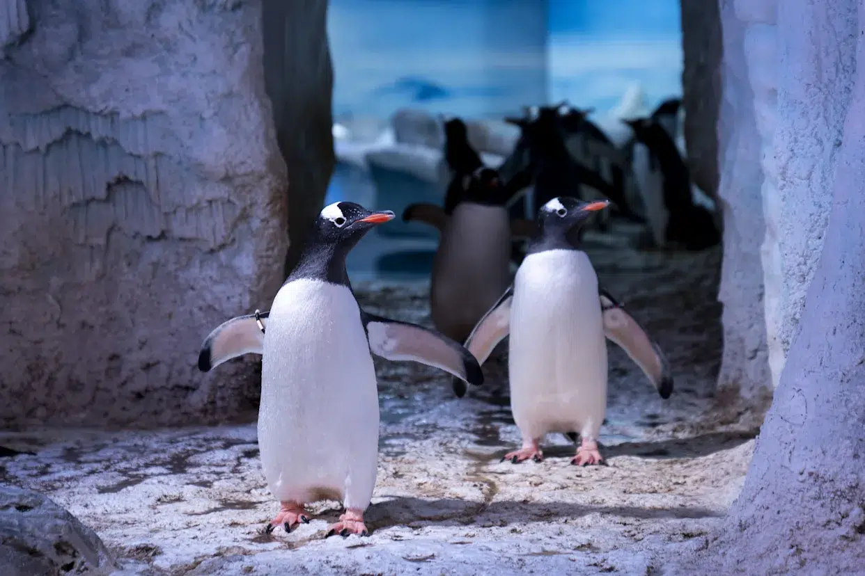 British lawmakers call for the release of 15 penguins "trapped in a ...