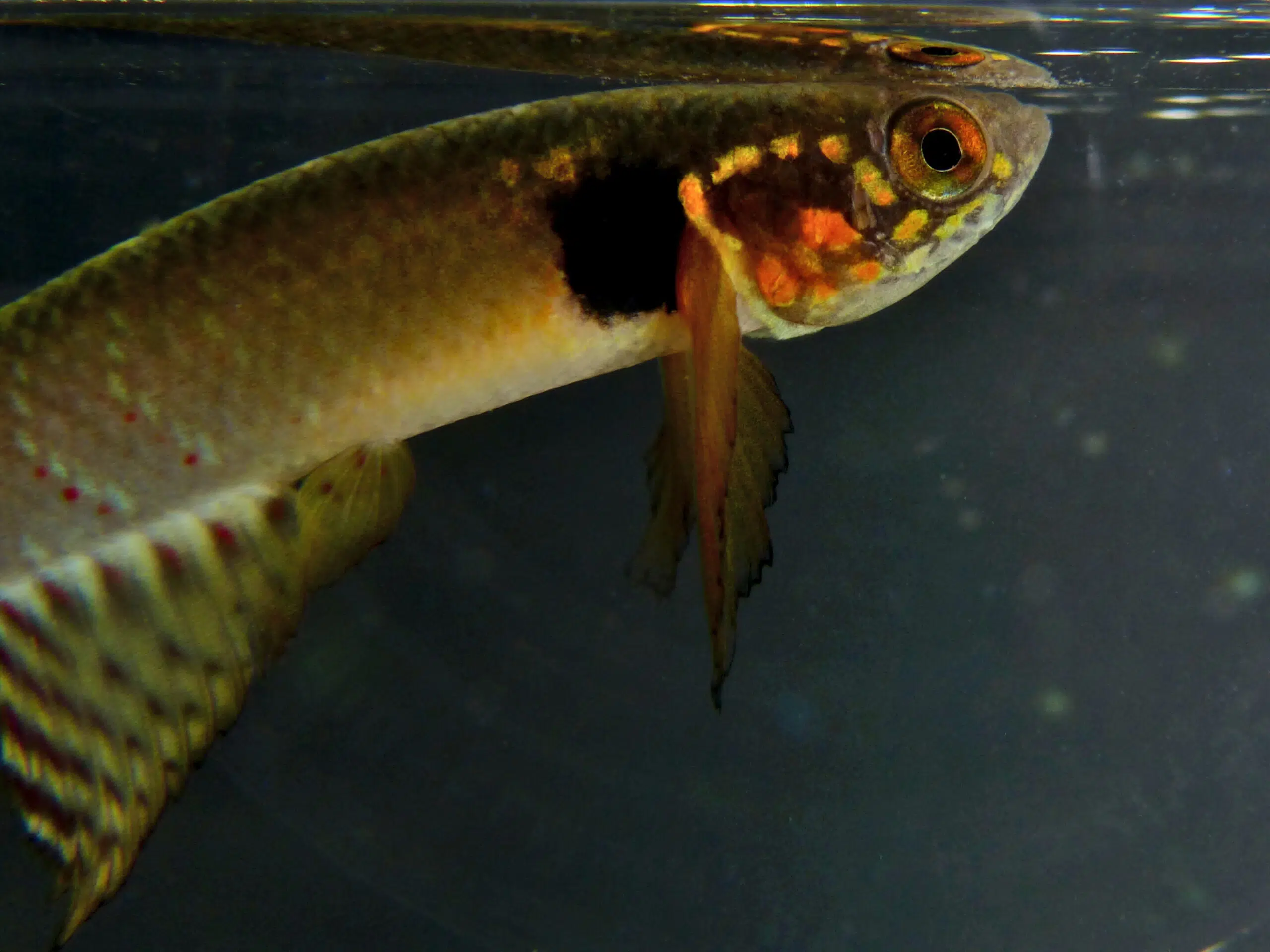 Fish considered extinct 20 years ago rediscovered in Bolivia: the ...
