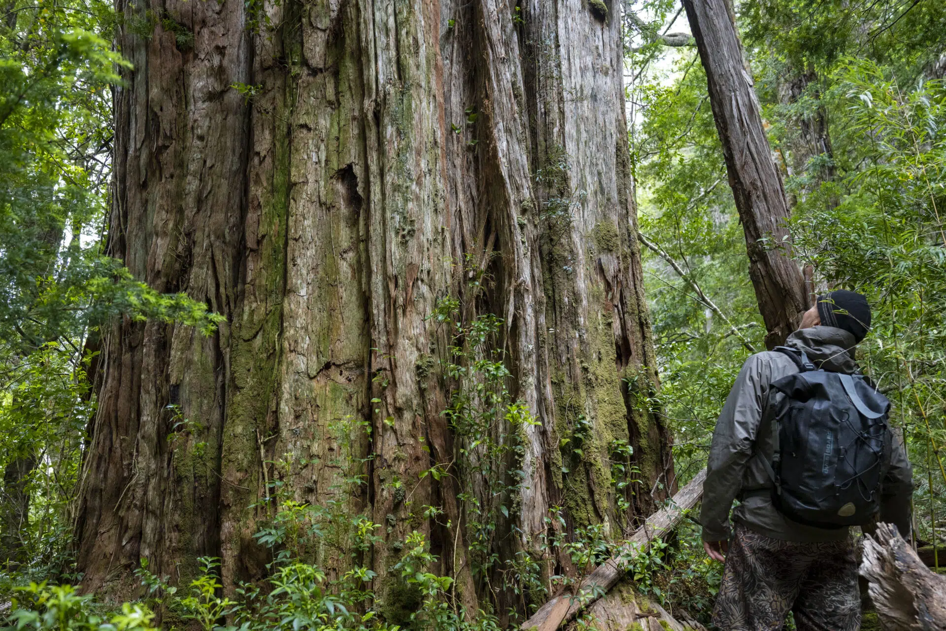 Puchegüín Reserve: Thousands of Donations from Chile and Around the ...