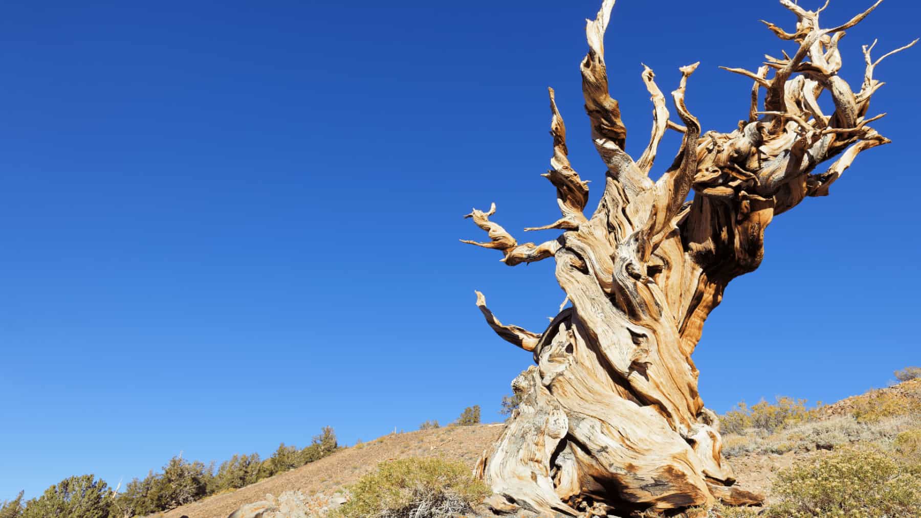 Prometheus: the nearly 5,000-year-old tree accidentally felled and ...