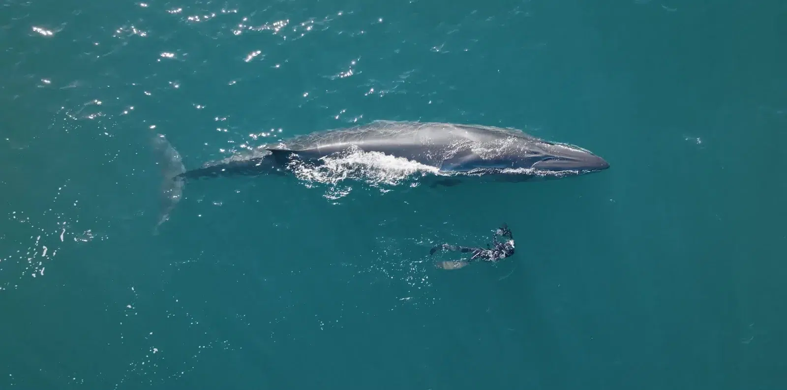 El regreso de la ballena Sei al mar argentino a través de un documental