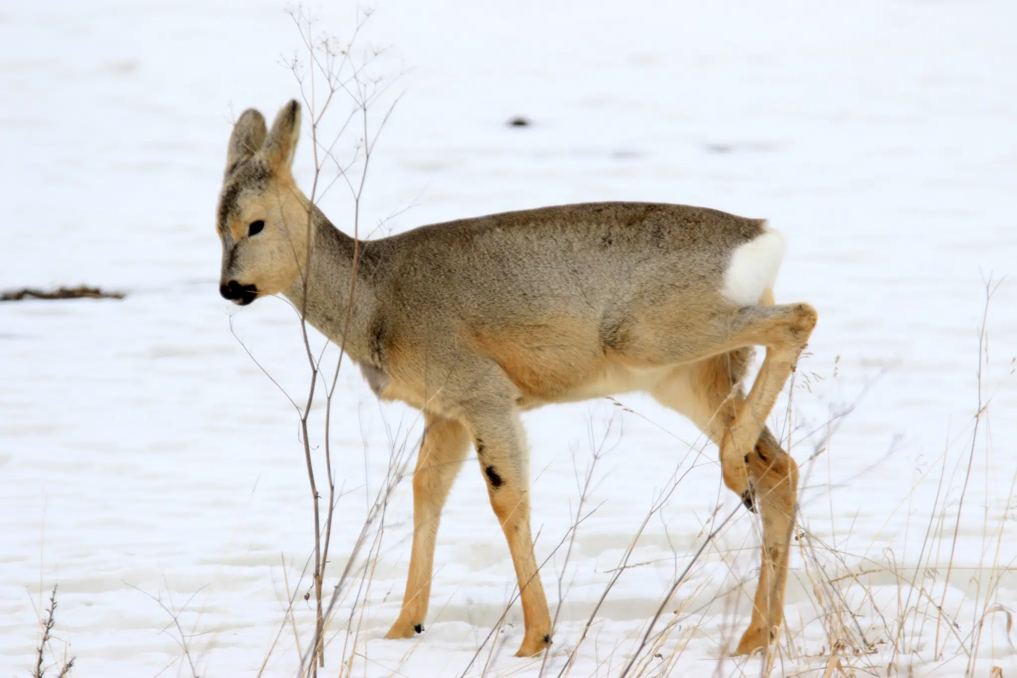 In Russland werden über 300 Sibirische Rehe gerettet, die in den ...