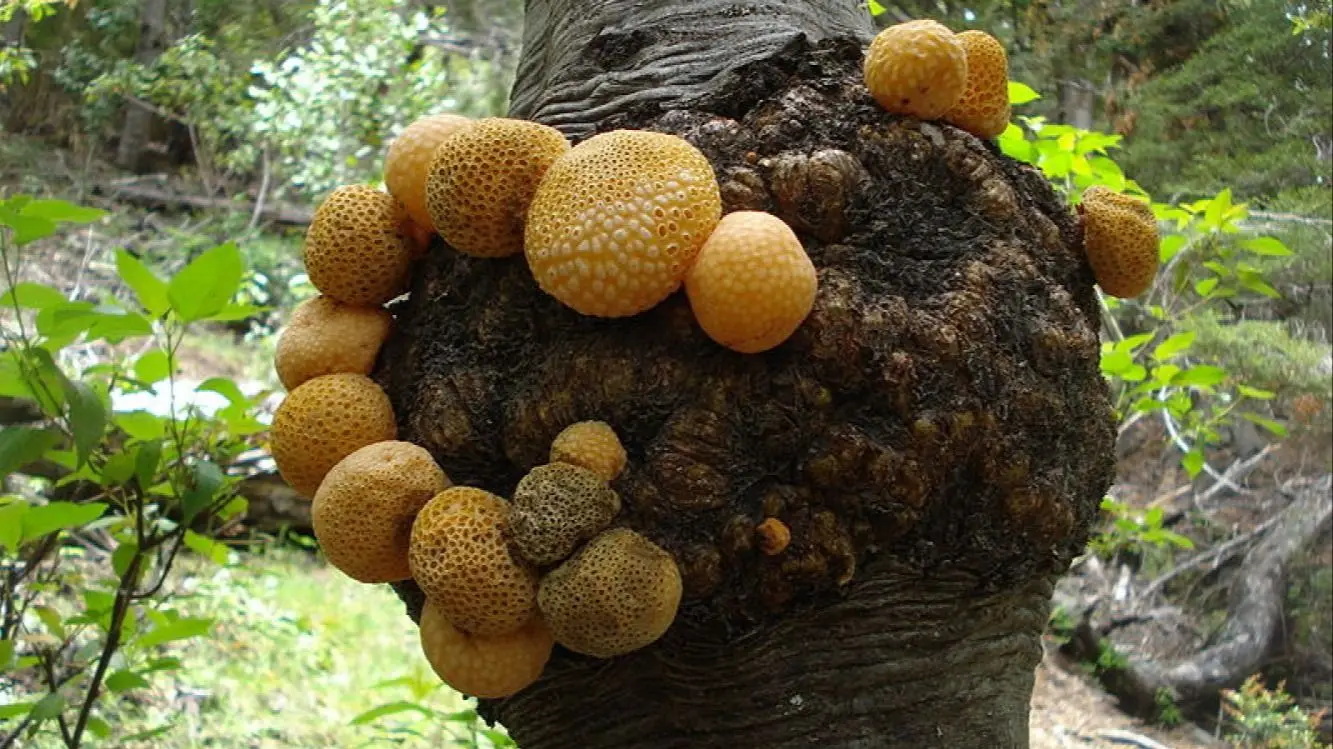 Unprecedented scientific discovery: two new species of fungi discovered ...