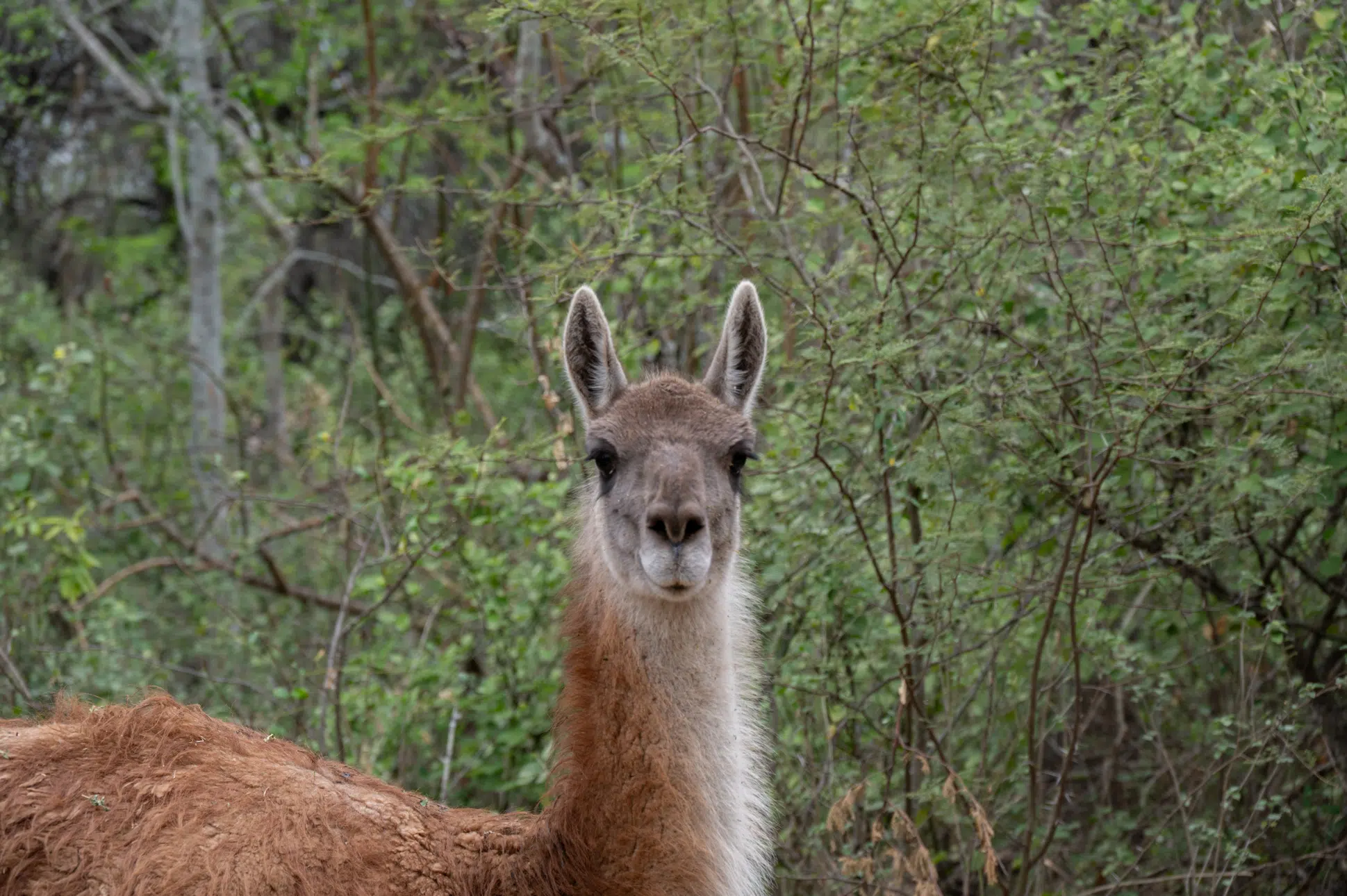 The return of guanacos to El Impenetrable National Park: a historic ...