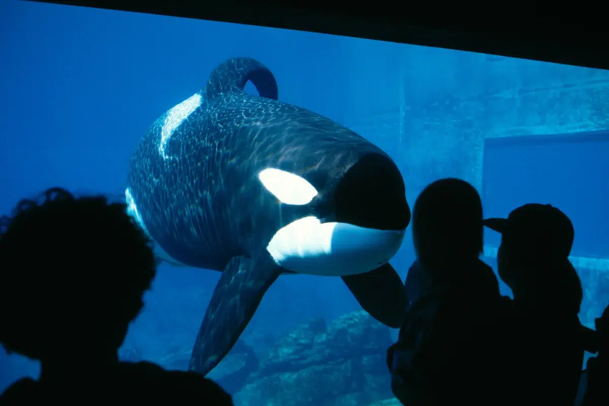 Discover the story of Keiko, the orca that starred in the movie “Free ...
