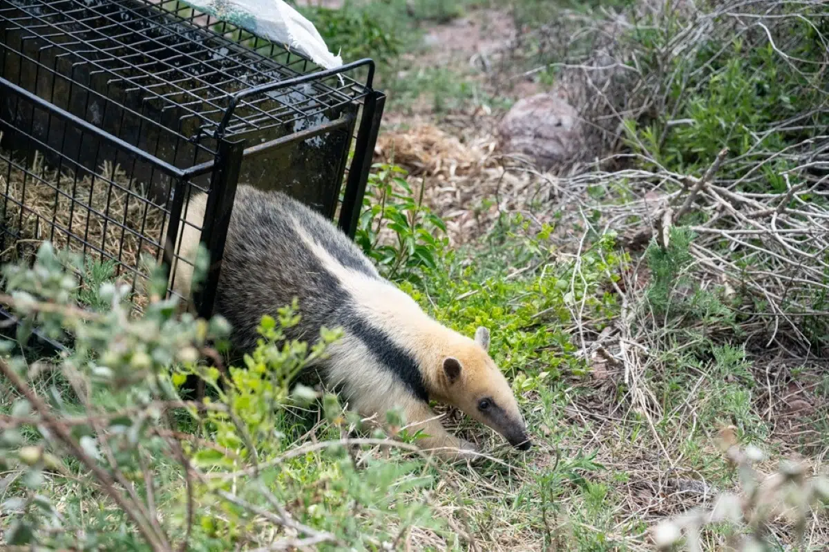 A tamandua and 34 rescued animals released in Córdoba in a key ...