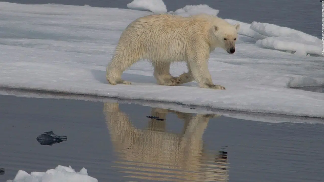 According to a study, Greenland's polar bears show genetic changes to ...