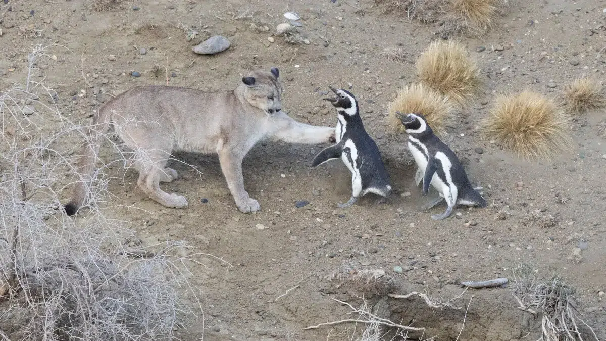 Pumas cazando pingüinos: una interacción inédita en Monte León