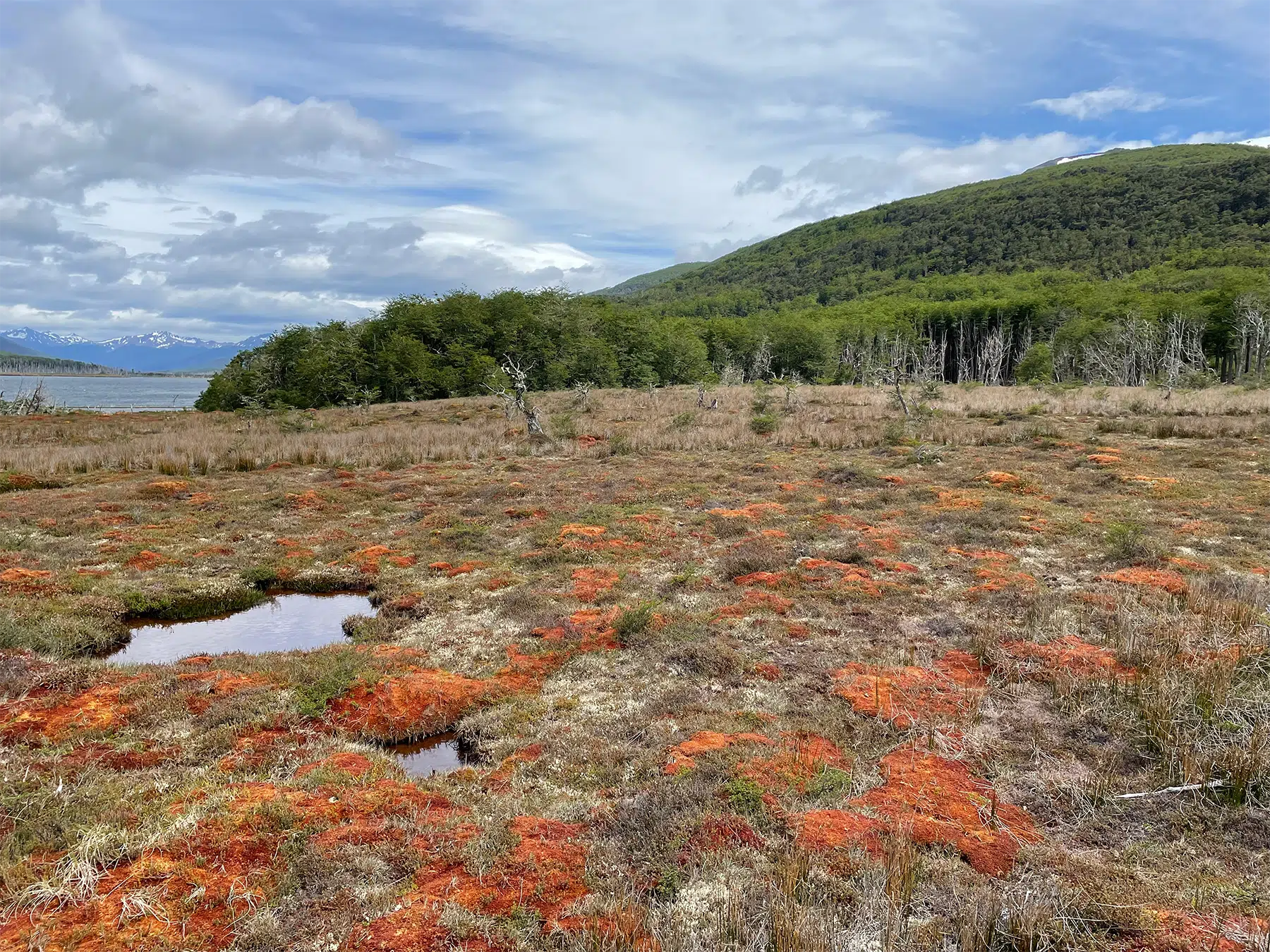 El plan de Argentina y Chile para proteger las turberas patagónicas